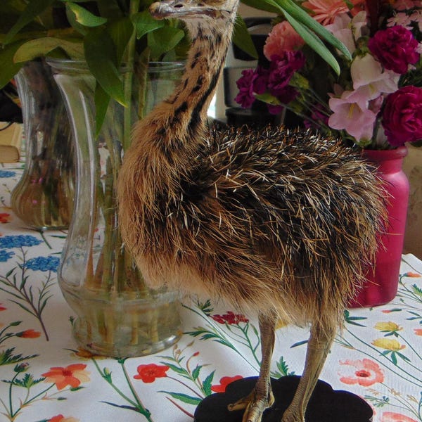 Real Ostrich Skull Taxidermy Specimen - Etsy