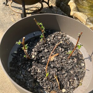 5 Mulberry Cuttings From a Live Plant. Mulberry Cuttings Bundle, Stick ...