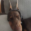 Doberman Ear Posting Brace - Training Bells & Whistles - Etsy