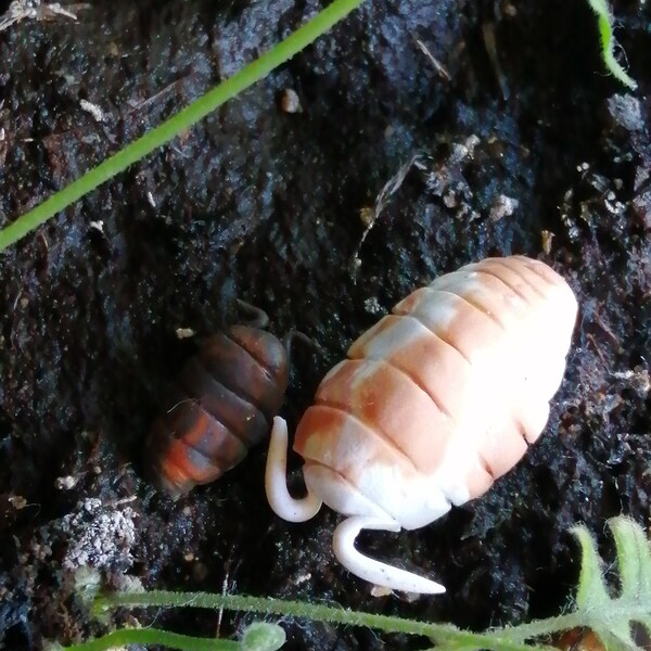 Clay Isopods - Etsy