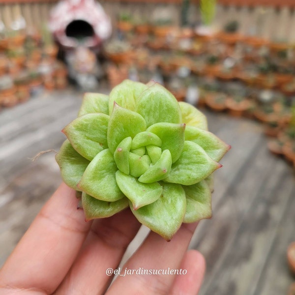 Echeveria Lincoln Maria-succulent - Etsy