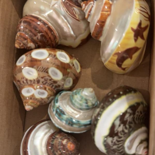 Turbo Shells Pack - Hermit Crab Shell Growth Pack - Etsy
