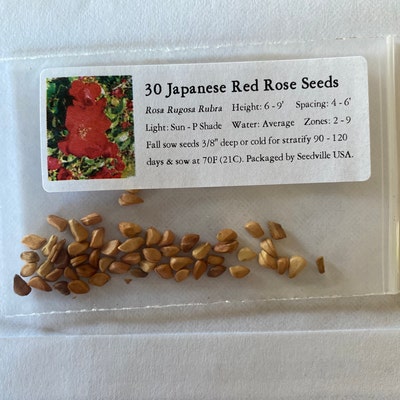 30 JAPANESE RED ROSE Bush Rosa Rugosa Rubra Rugrose Fragrant Flower ...