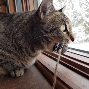 Rainbow Feather Toy Cat Cork Toy Cat Toss Toy Feather Toy | Etsy