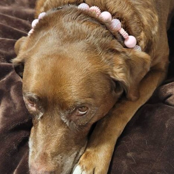 Pink Daisies Spring Beaded Collar, Durable Dog Necklace, Dog Pearls ...