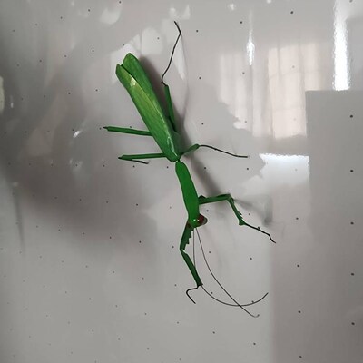 Ladybug, Bug Magnet, Small Size Handmade Clay Magnet Insect Figurine ...