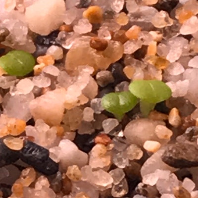 Lithops Aucampiae 'jackson's Jade' C395, 10 Seeds - Etsy