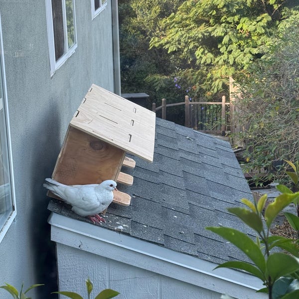 Pigeon Nesting Box Kit - 3 Hole - Slant Roof - Etsy