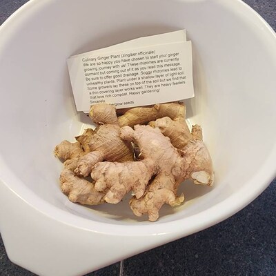 Watermelon Radish chinese Red Meat Radish Seeds - Etsy