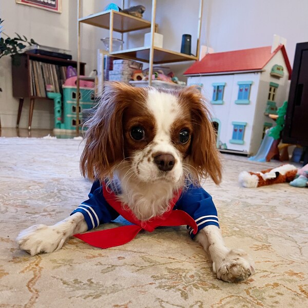 Stranger Things steve Dog Costume name Tag and Hat Sold Separately - Etsy