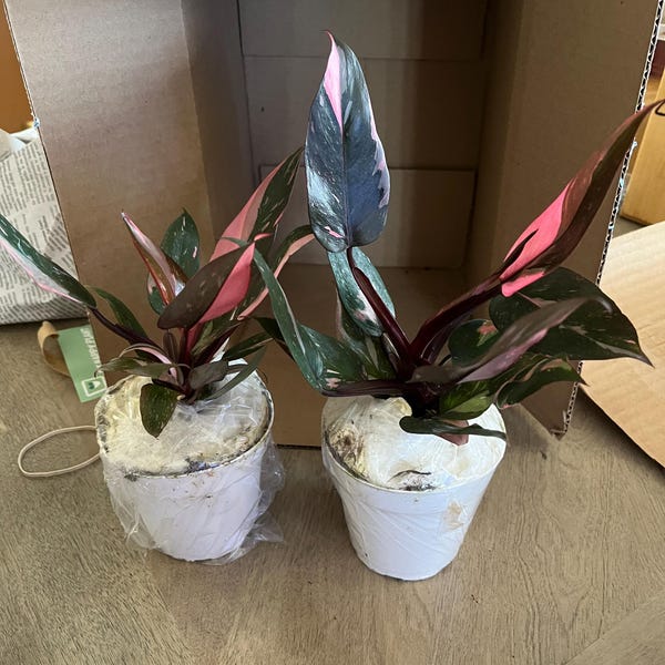 Large Neon Pothos Hanging House Plant Trailing Indoor Plant in 6 Pot - Etsy