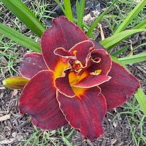 5 Daylilies: Old Fashion Daylily AKA Ditch Lily - Etsy