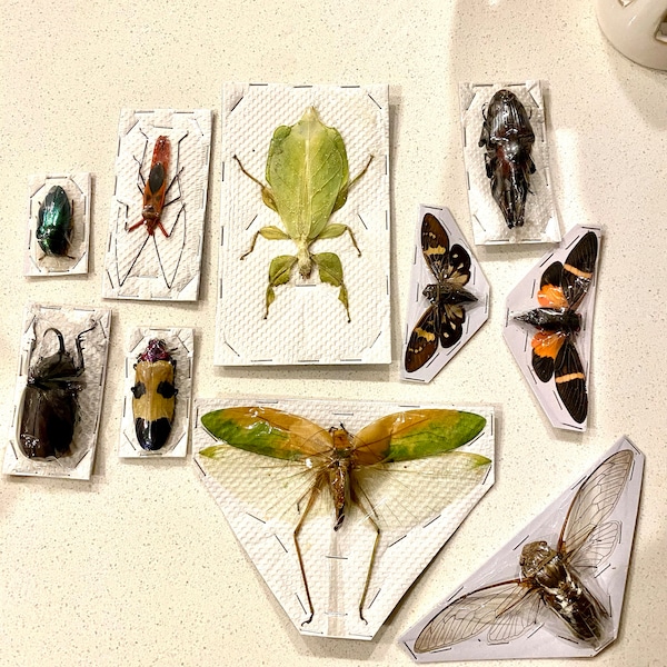 Pack of 5, 10, 25, 100 Assorted Beetles A1 | Unmounted Insect Specimens ...