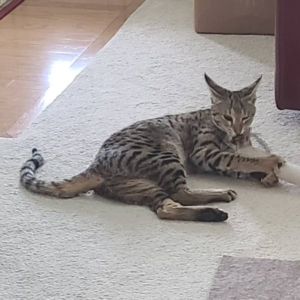 Hemp Fabric and Feathers Cat Kicker Toy With Catnip by Your Choice ...