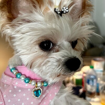 White Fur Pet Scarf Fancy Dog Cat Neck Warmer Pet Winter Shawl - Etsy