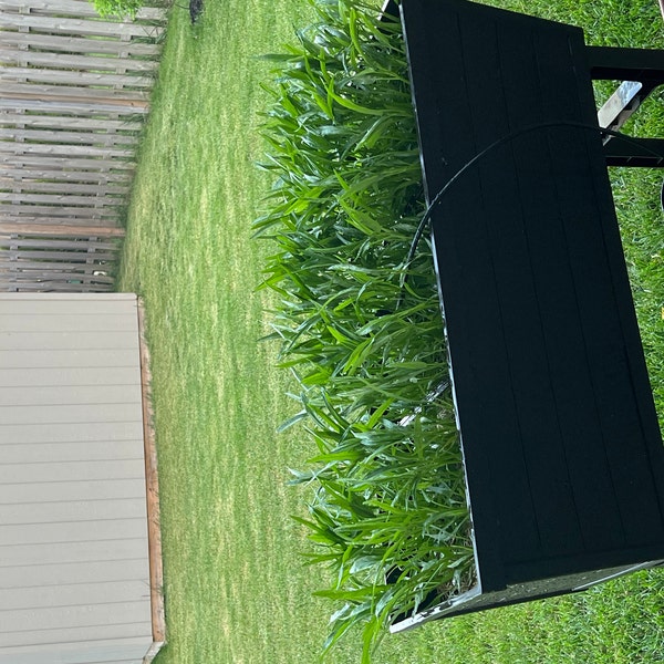 300-350seeds.kangkong,water Convolvulus,river Spinach,chinese Spinach ...