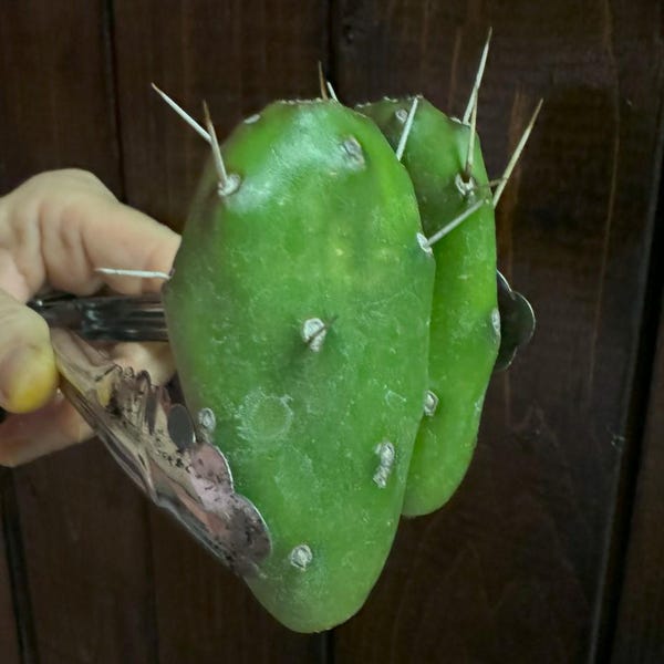 Gymnocalycium Baldianum Cactus Plant, Fully Rooted, AKA Spider Cactus ...