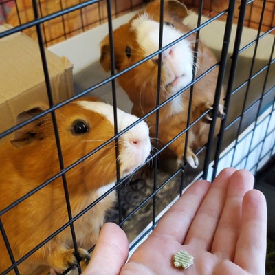 Hamster, Gerbil, Rat, and Mouse Forage Mix - Etsy