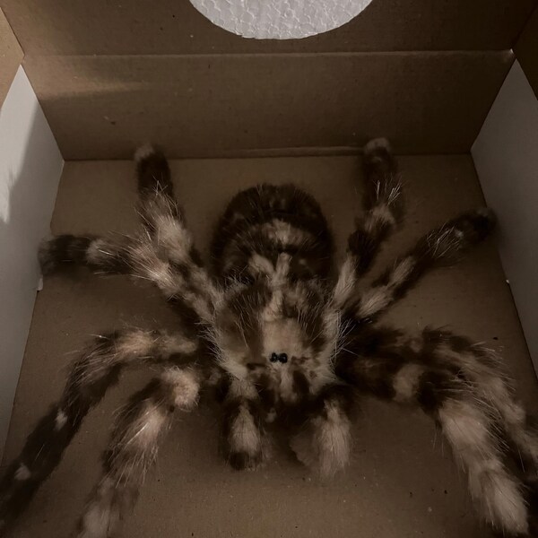 Realistic Tarantula Spider, Poseable Shelf Decor, Wall Mountable Faux ...