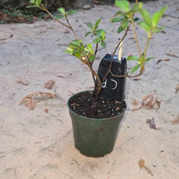 EBONY Firecrepe Crape Myrtle Starter Lagerstroemia Well Rooted starter ...