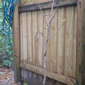 Fruit Cocktail Mango Tree - Grafted Tree - 1 to 2 Feet Tall -grafted ...