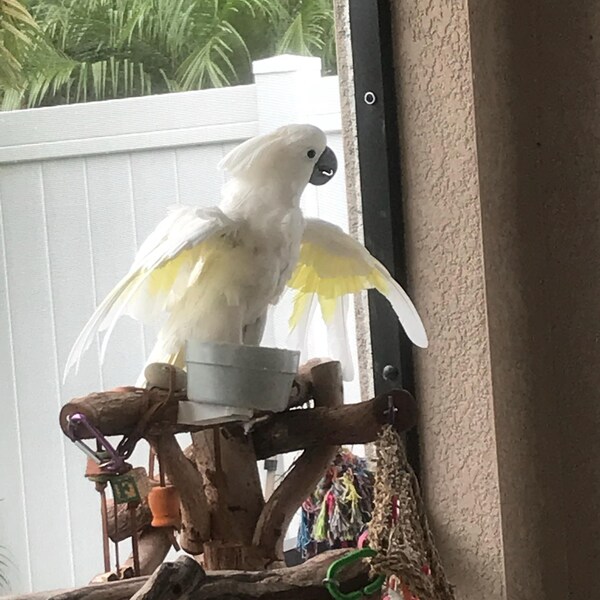 Owl-// Bird Diaper Parrot Flight Suit +2meters Leash Cockatiel Lovebird ...