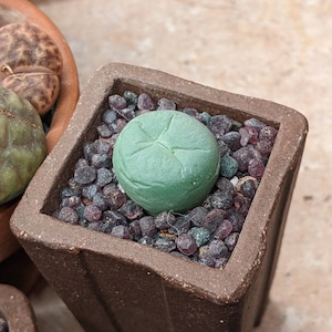 Plant 1 Dinteranthus.vanzylii L.lesliei Dinterops stonesthrow - Etsy