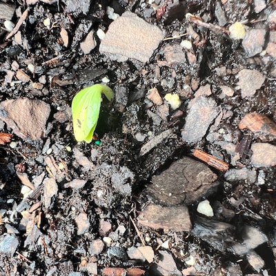 Yugoslavian Fingers heirloom/c.pepo Seeds: Semi-rare, White Finger ...