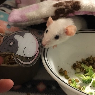 Pet Fancy Rat Keychain Brown Rat Hooded Rat Keychain Cute Rodent ...