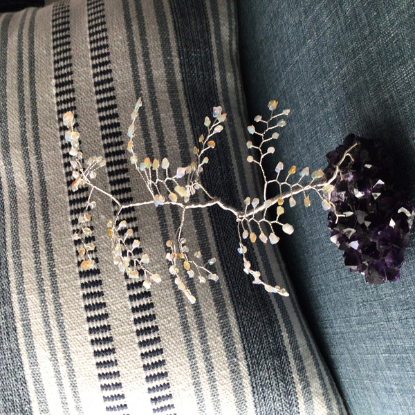 Miniature Jacaranda Gem Tree - Etsy