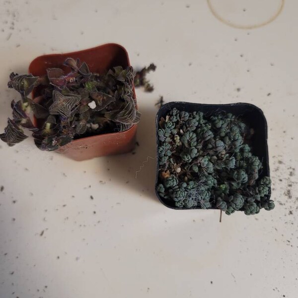 RARE | Crassula Tabularis Pagoda Village - Succulent Plant 2" Pot - Etsy