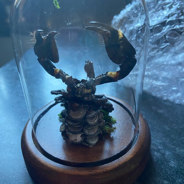 Scorpion in a Small Dome Wall Decor Real Taxidermy Wall Art Home ...