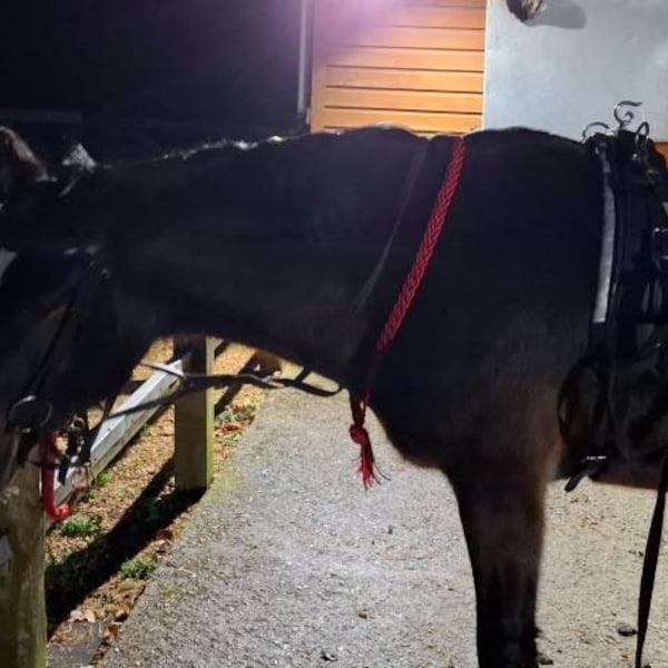 Saddle Grab Strap | Black Biothane | Balance Strap | Horse Riding ...