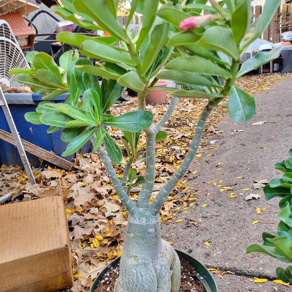 Adenium Arabicum 4 Ways 'green Mind Hybrid' 3.5 Pot A4, Exotic Bonsai ...