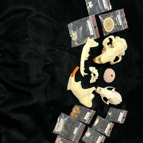 Natural History Mystery Box: Bone, Fossil & Mineral Collection - Etsy