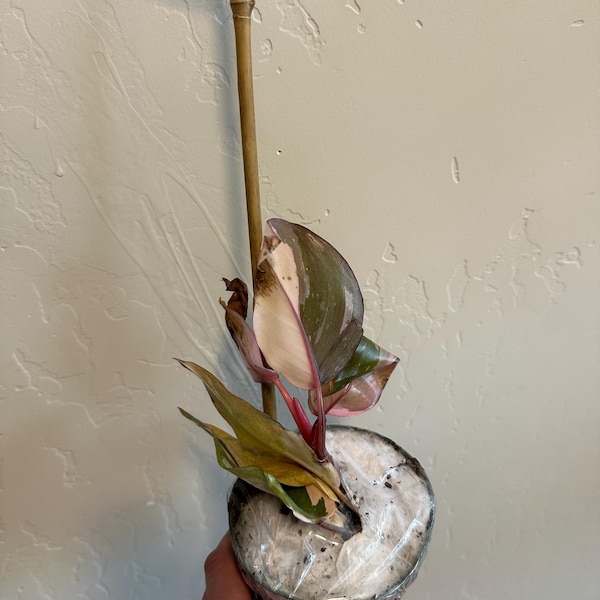 Philodendron Pink Princess Marble in 4" Pot, High Variegation - Etsy