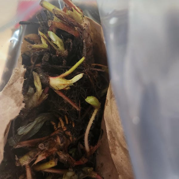 Trending Dog Paw Collar Colorful Ring Sz9 Plated Silver Always in My ...