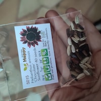 COREOPSIS BABY GOLD Coreopsis Lanceolata 150 Seeds Dwarf - Etsy Canada