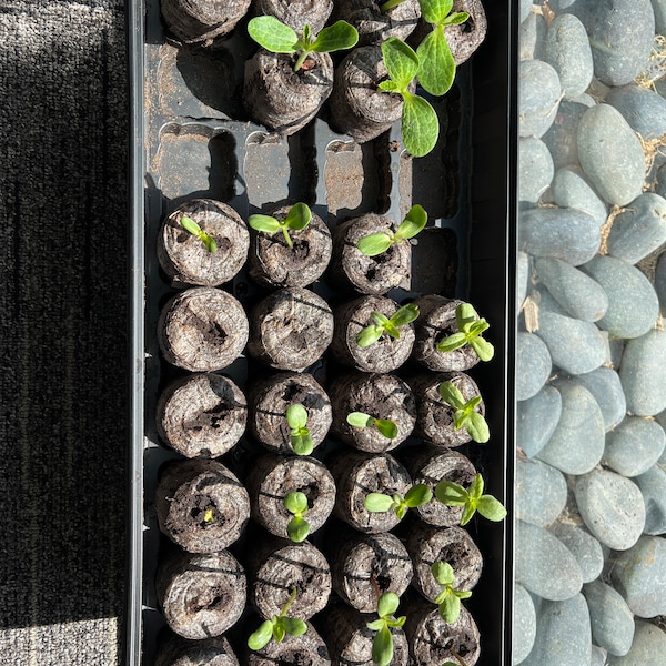 Tricolor Gypsy Charmer Sunflower Seeds Rare Sun Flower Seeds Unique ...