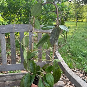 Hoya Millie Sms 019 in 4.5”pots - Rare Hoya - Wax Plant - Attractive ...
