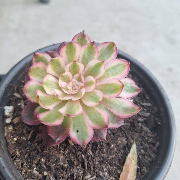 Aeonium With a Baby . Variegated Succulents. Variegated Aeonium. - Etsy