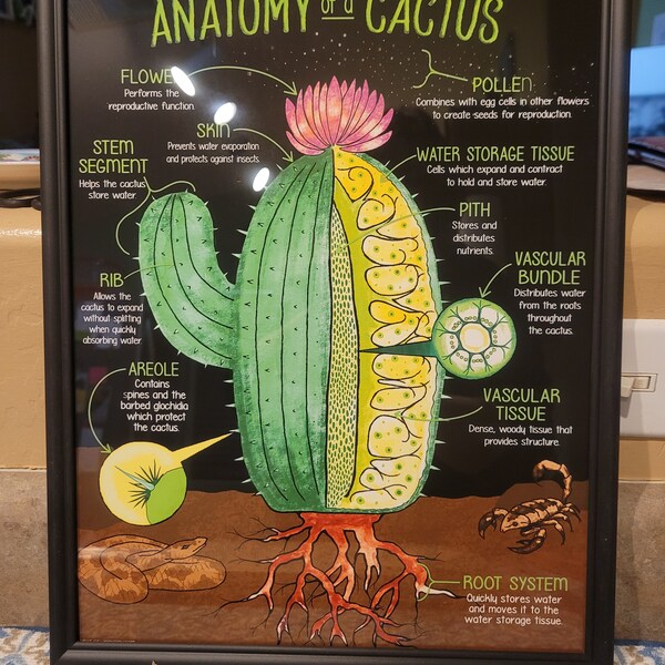 Illustrated Anatomy of a Cactus Fine Art Print. Plain Paper, Laminated ...