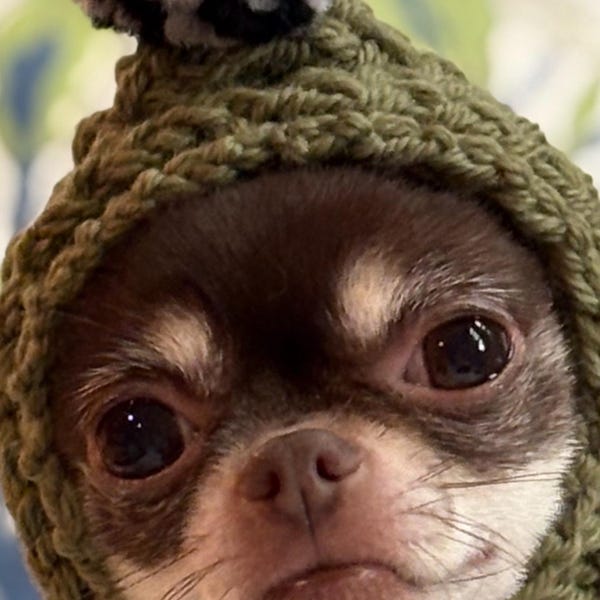 Chartreuse Knit Wool Hat for Small Dog Puppy Hood Chihuahua Clothes ...