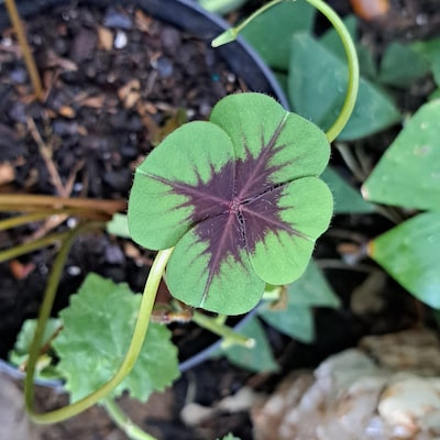 Double Pink Althea rose of Sharon 4 Cuttings to Root - Etsy
