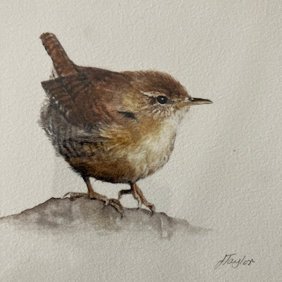 Wren: Signed Print of an Original Watercolour Painting by Jan Taylor ...