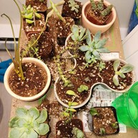RARE | Crassula Tabularis Pagoda Village - Succulent Plant 2" Pot ...
