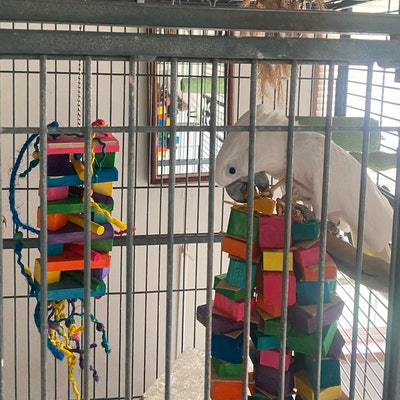 Parrot Toy Extra Large BIRDIE BOREDOM BUSTER Macaw African Grey ...