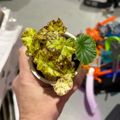Rhizomatous Begonia 'starburst' - Etsy