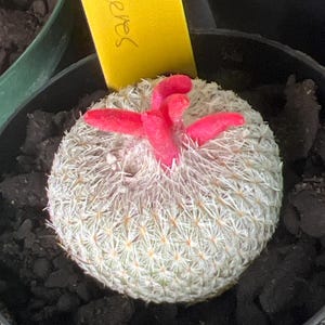 Rebutia Muscula Touchable Cactus in 6 Inch Pot E 250 - Etsy