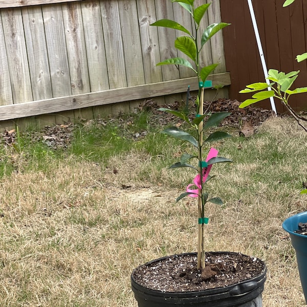 Grafted Kishu Mandarin Tree in Half Gallon Pot, Tangerine. Florida ...